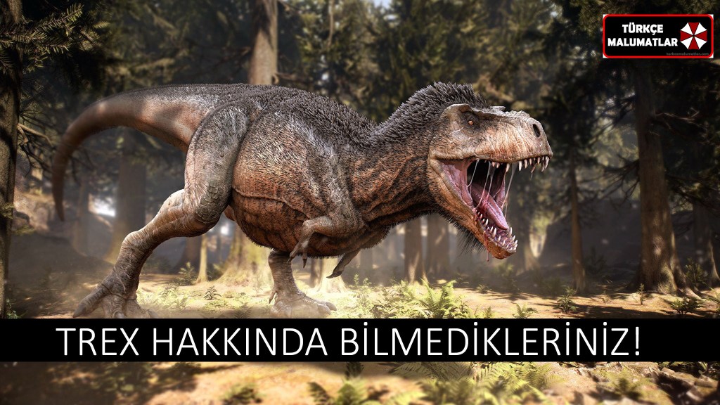 Dinozorlar Dünyası: Trex | Türkçe Malumatlar