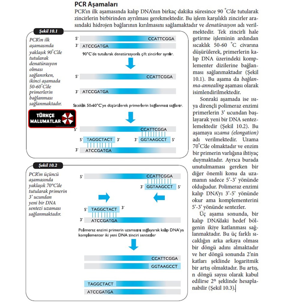 PCR Aşamaları Temel Veteriner Genetik | Türkçe Malumatlar