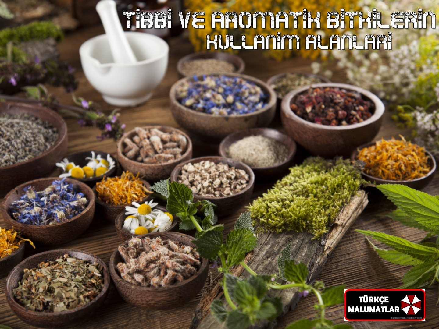 Tıbbi Ve Aromatik Bitkilerin Kullanımı | Türkçe Malumatlar